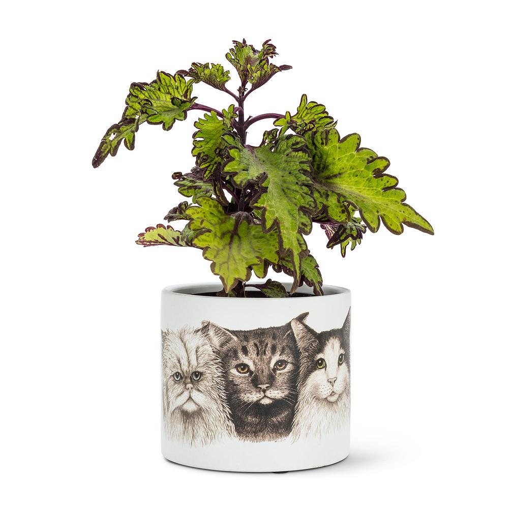 Abbott Planter - Small Cats – Midoco Art & Office Supplies